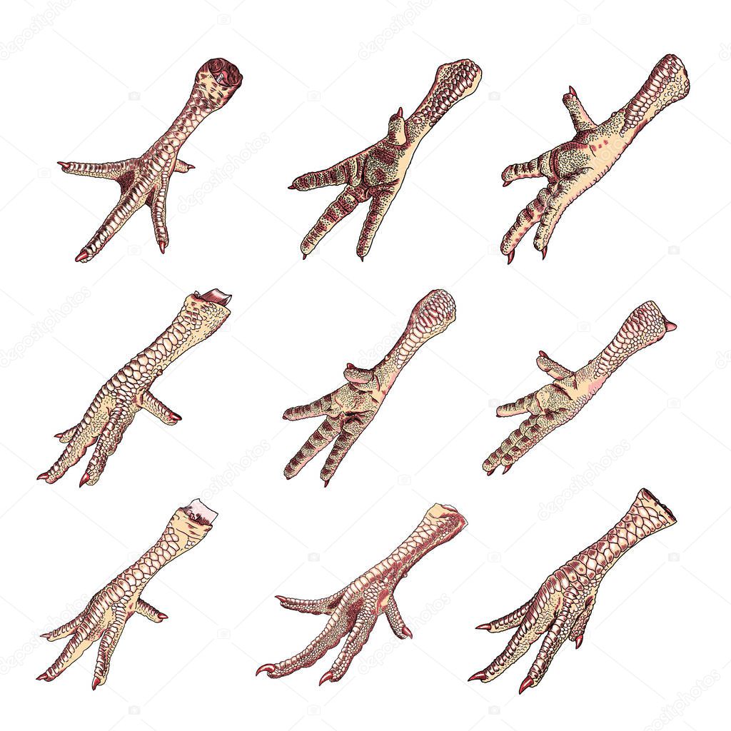 Set of chicken feet — Stock Vector © goldenshrimp #144615851