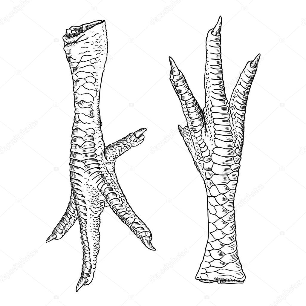 Set of chicken feet — Stock Vector © goldenshrimp #145430013