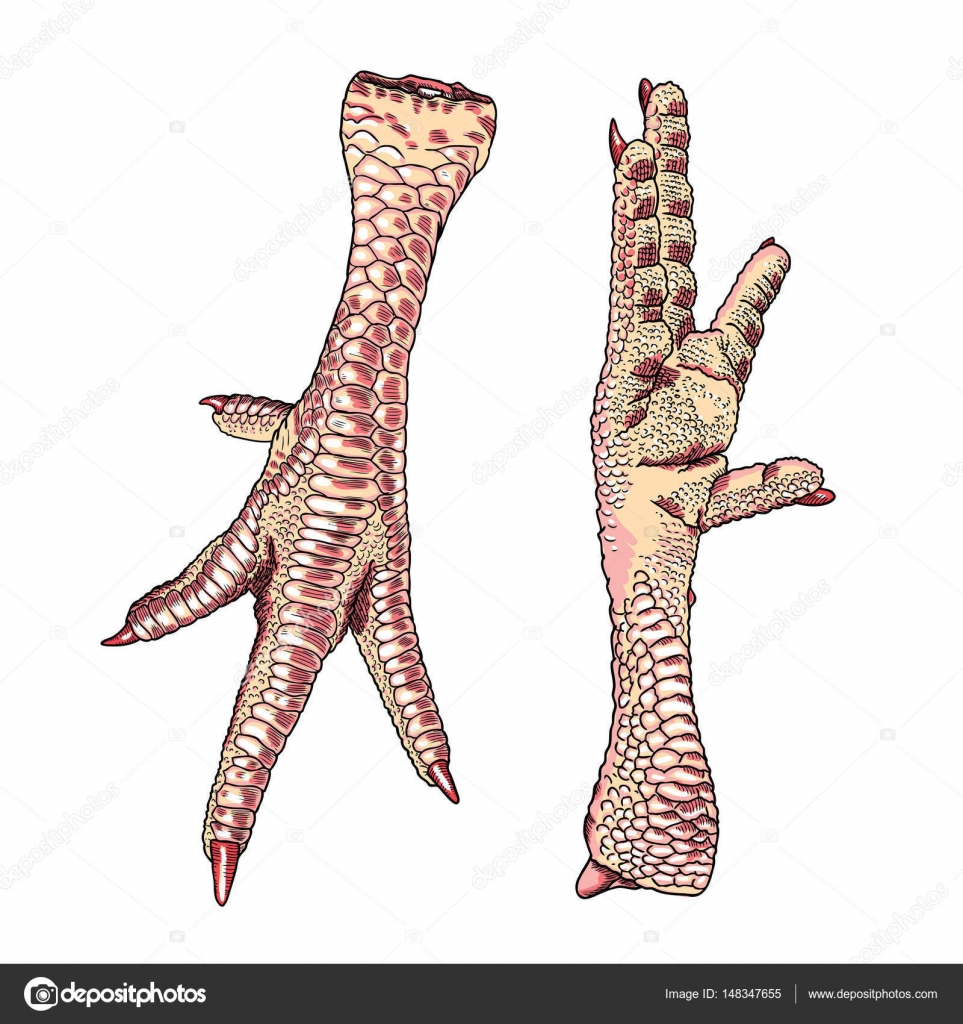 Set of chicken feet ⬇ Vector Image by © goldenshrimp | Vector Stock ...