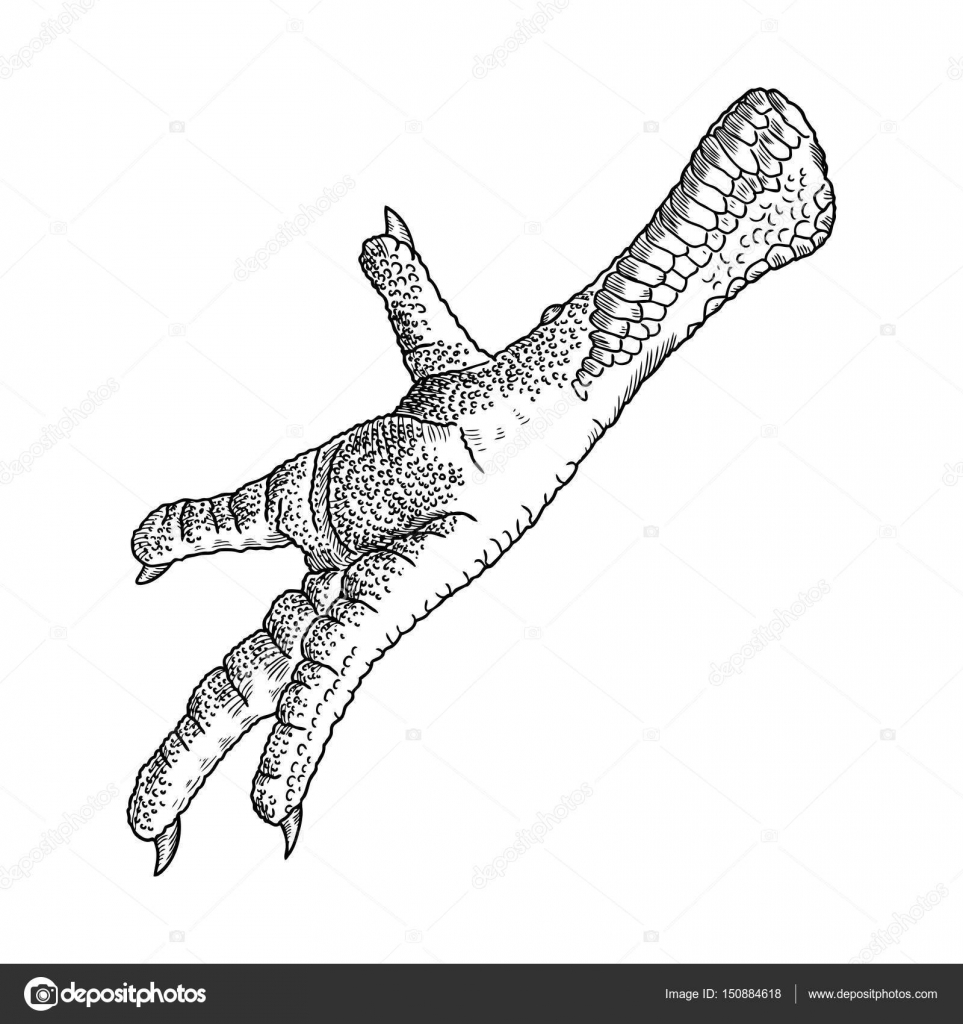 Chicken foot illustration — Stock Vector © goldenshrimp #150884618