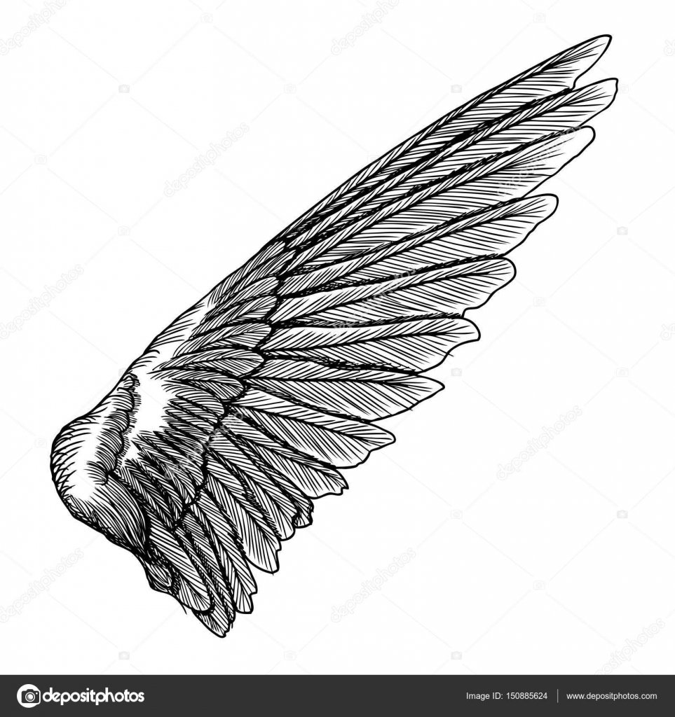 Hand drawn wing sketch Stock Vector Image by ©goldenshrimp #150885624