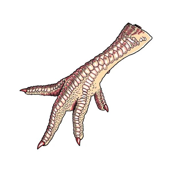 Chicken foot drawing — Stock Vector © goldenshrimp #143032423