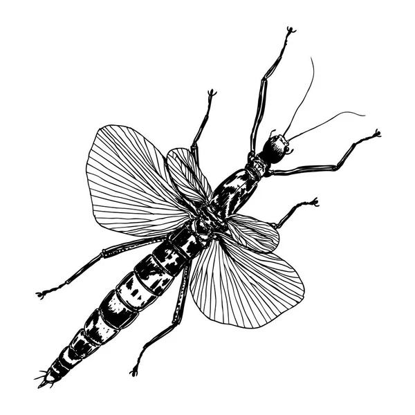 Damselfly Nymph Drawing