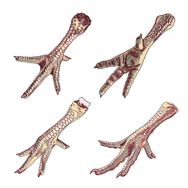 Set of chicken feet Stock Vector Image by ©goldenshrimp #144615879