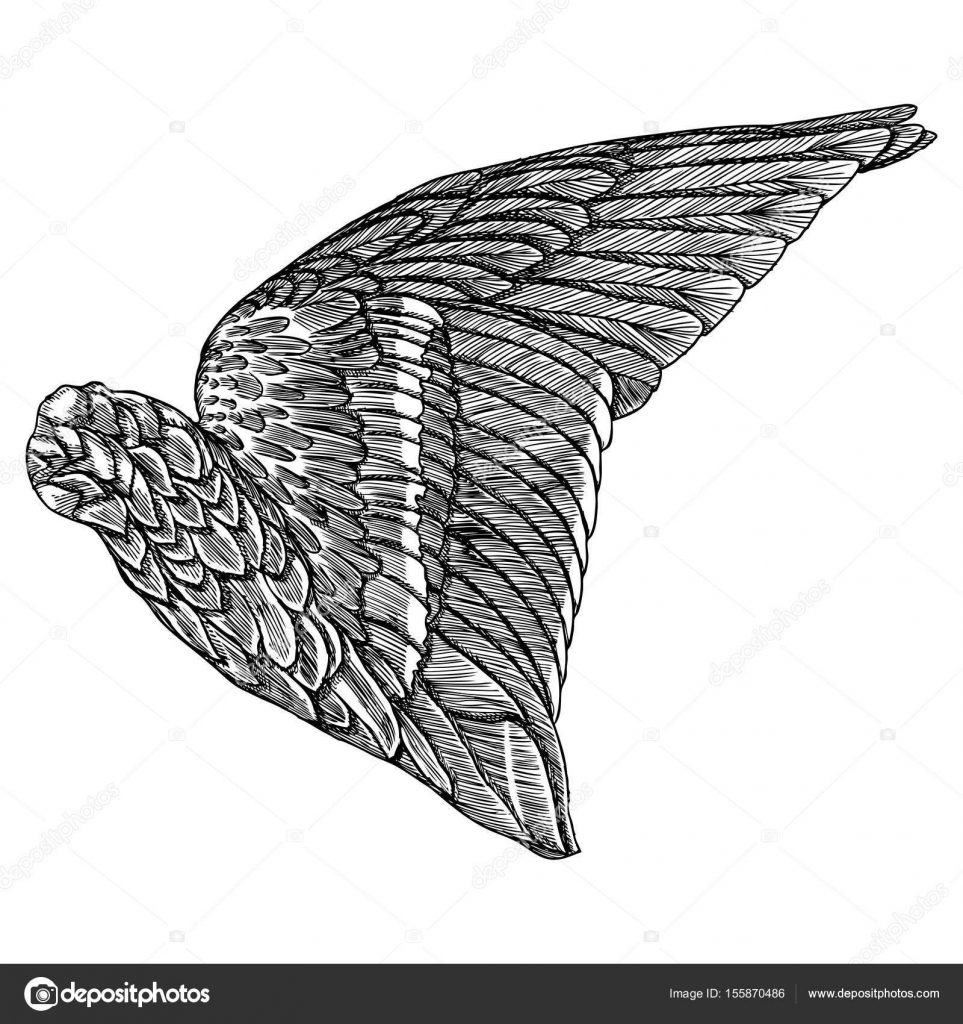 Vintage wing illustration Stock Vector by ©goldenshrimp 155870486