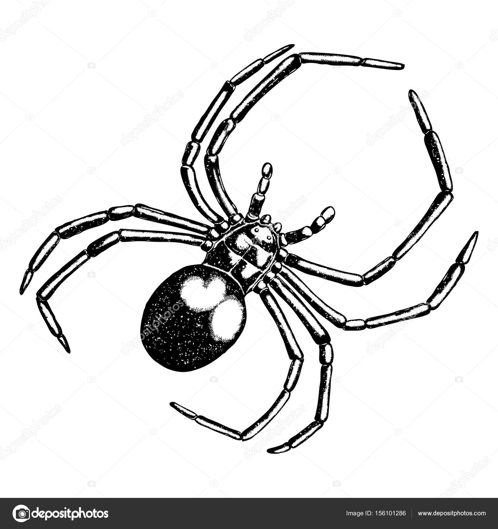 Spider Web Drawing Shading