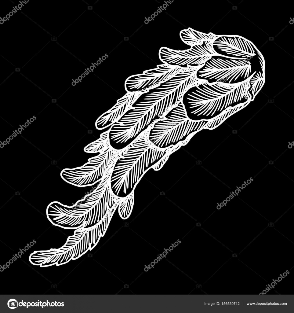 Hand drawn vintage wing Stock Vector Image by ©goldenshrimp #156530712