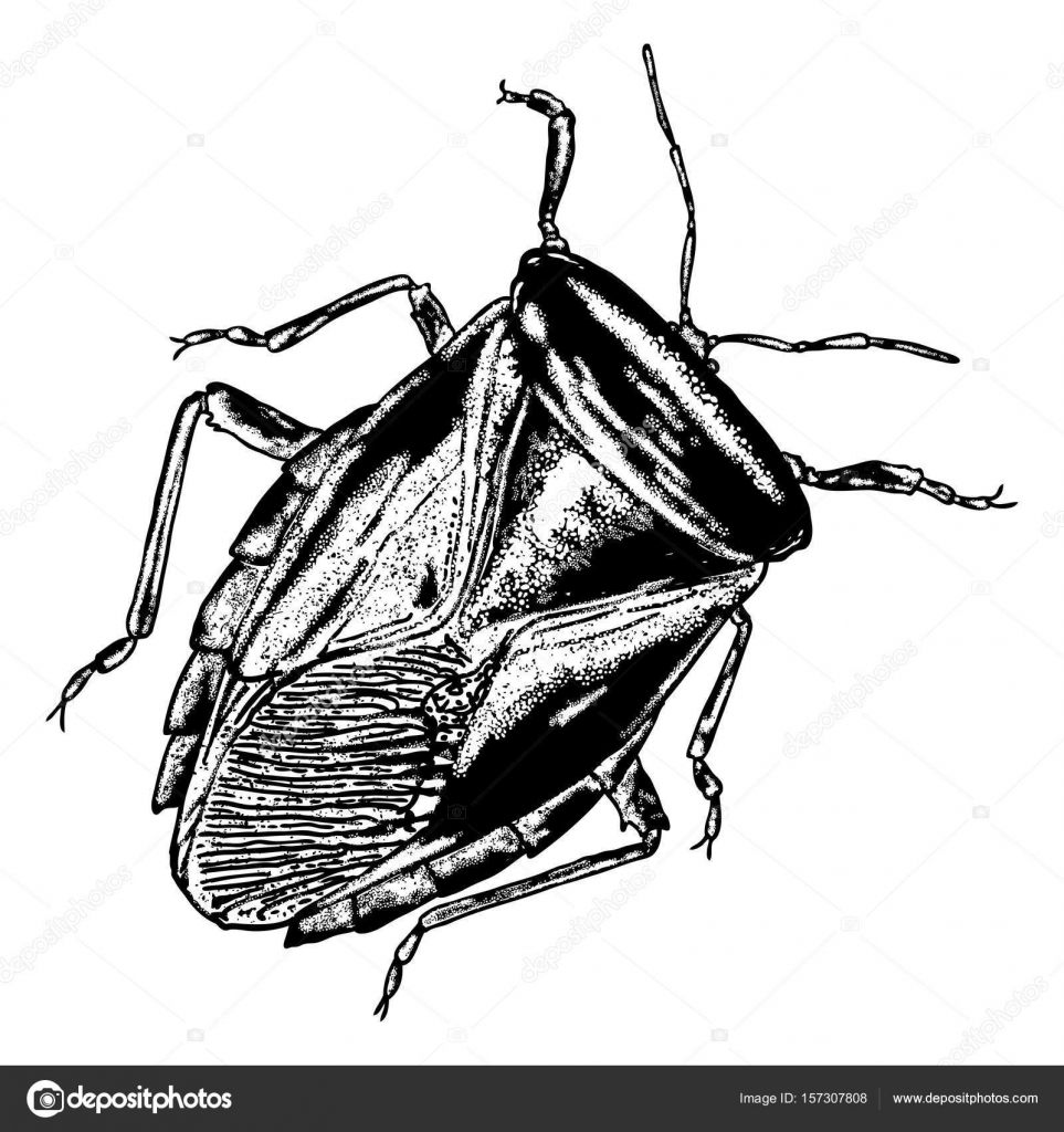 Dibujo de puntada de insecto Vector de stock #157307808 de ©goldenshrimp