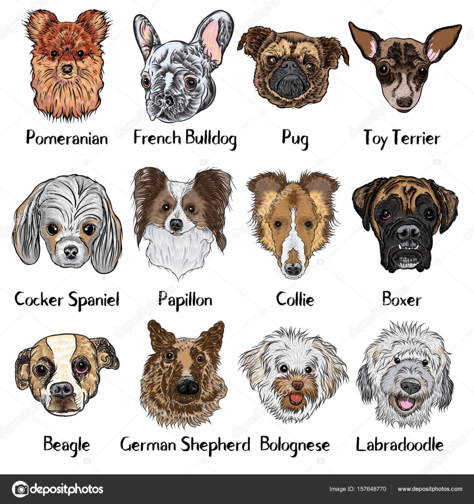 Colección de diferentes razas de perros vector, gráfico vectorial ...