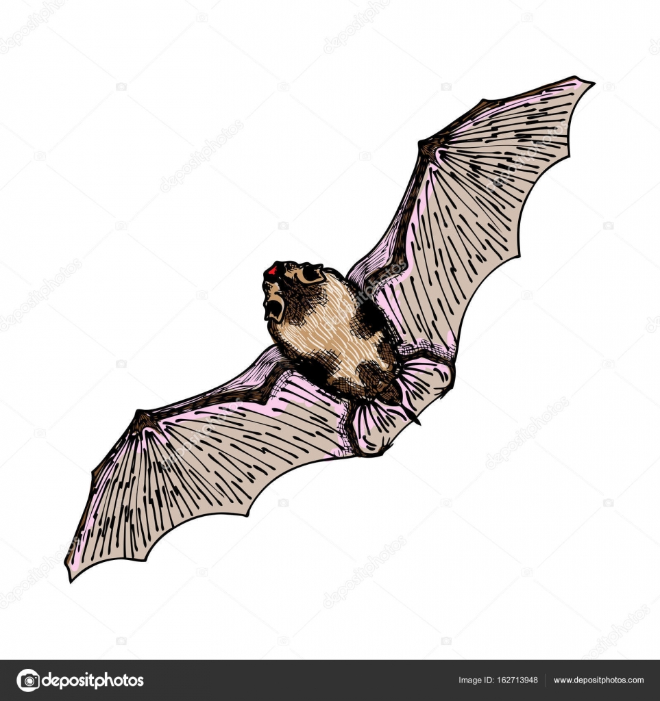Stylized hand drawing vampire bat. . Stock Vector Image by ...