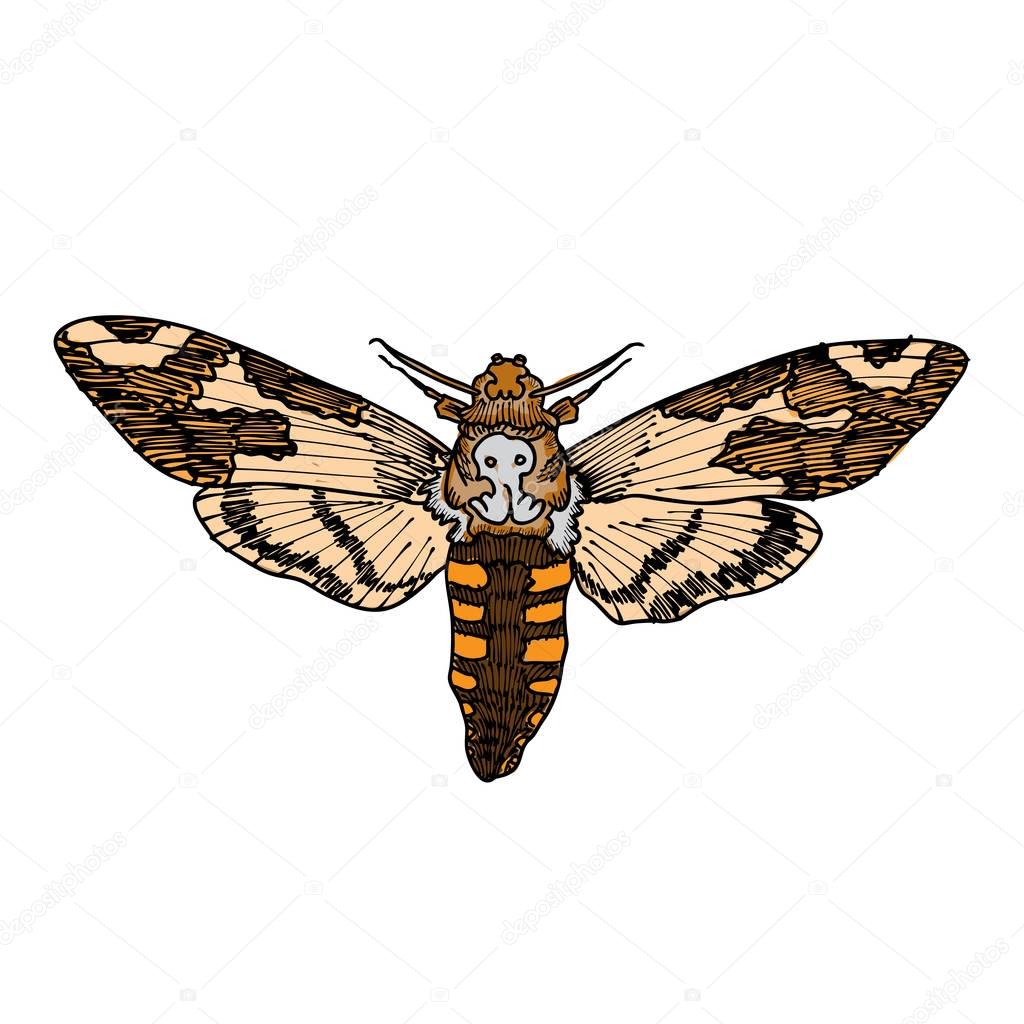 Death's head hawk moth — Stock Vector © goldenshrimp #169549604