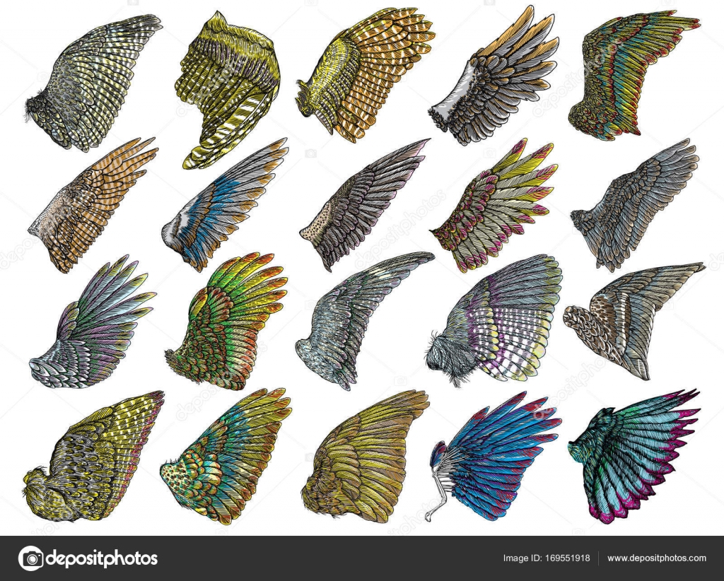 Set of colorful bird wings — Stock Vector © goldenshrimp #169551918