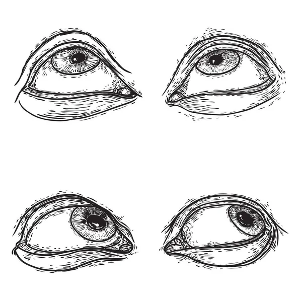 Set of various drawing of the human eye in different direction a Stock ...
