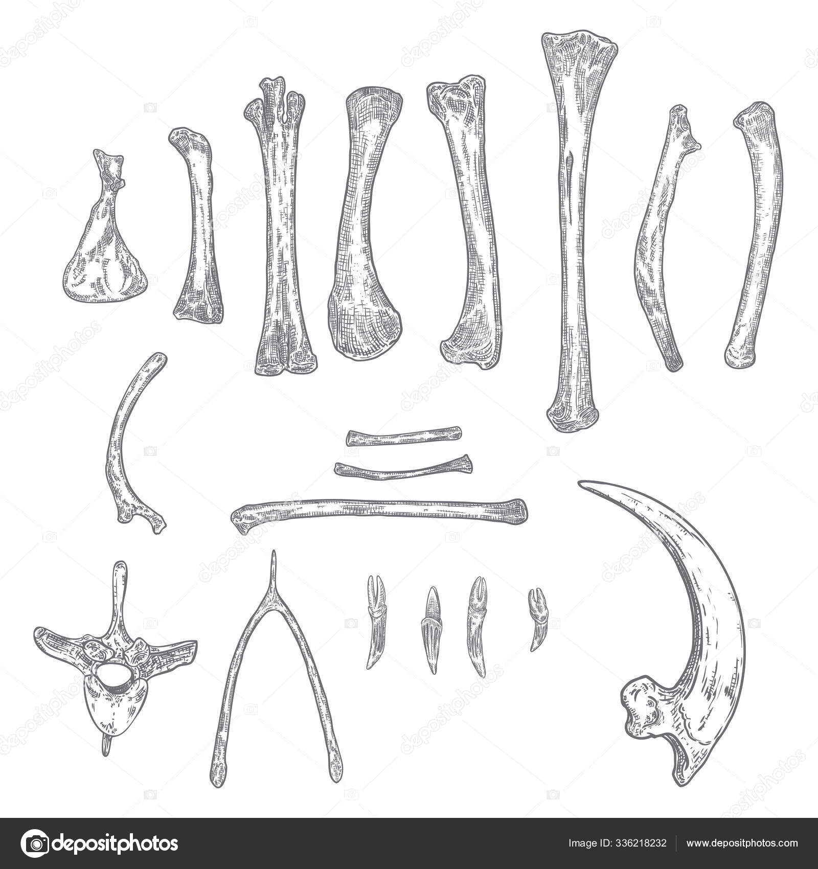 Fugleskjelett Tegning Et Sett Med Fugleskjelett For Magisk Kult,