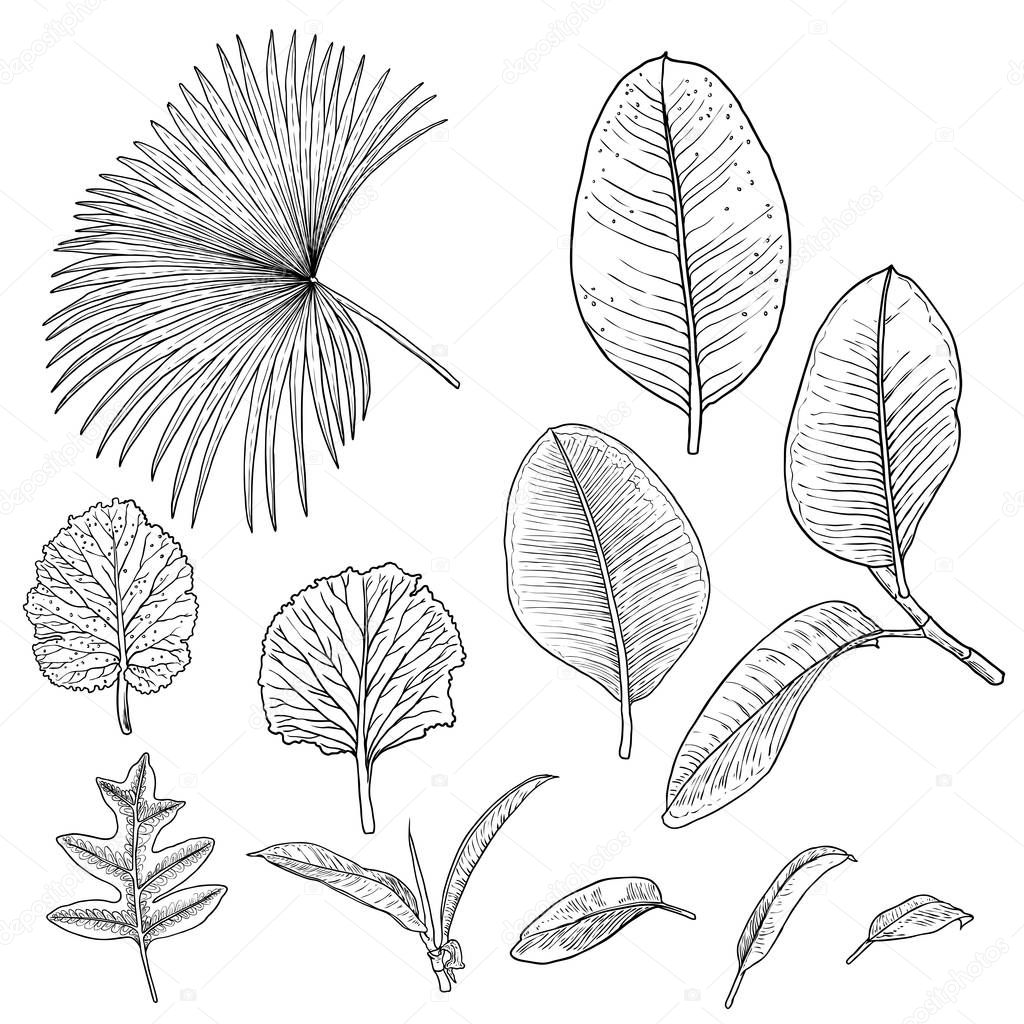 Colecci n de hojas tropicales. Elementos aislados de helecho en la espalda blanca 2024