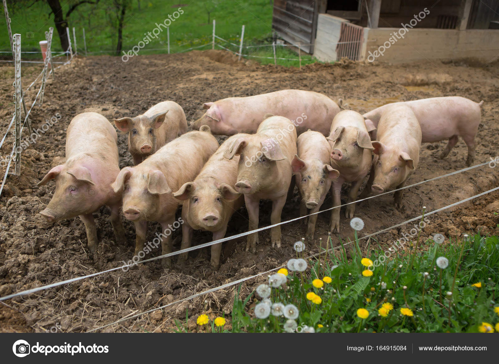 Pigs in mud at pig breeding farm Stock Photo by ©DN1988 164915084