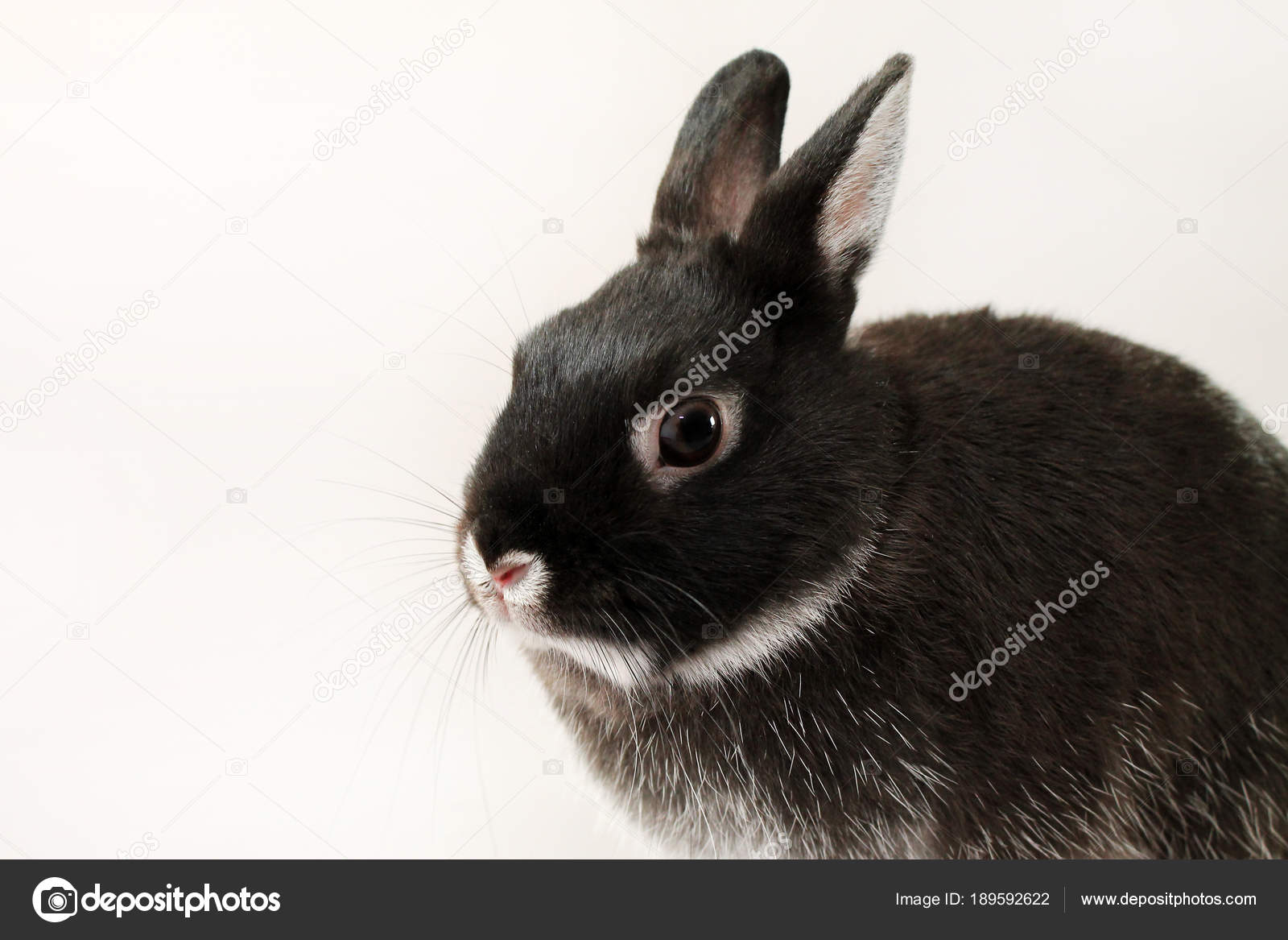 Petit Lapin Noir Sur Fond Blanc Lapin Nain Des Pays — Photo de stock ...
