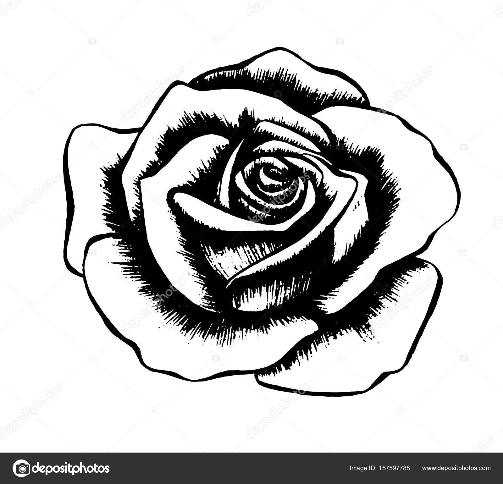 Capullos De Rosa Con Textura Vectorial