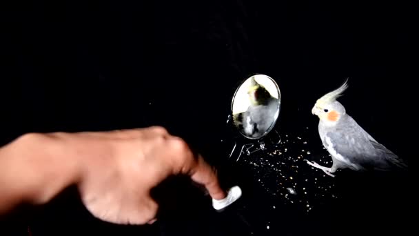 13 Parrot corell Videos, Royalty-free Stock Parrot corell Footage ...