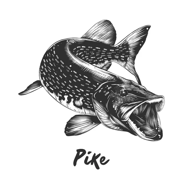 Pike logo vector Vector Art Stock Images | Depositphotos