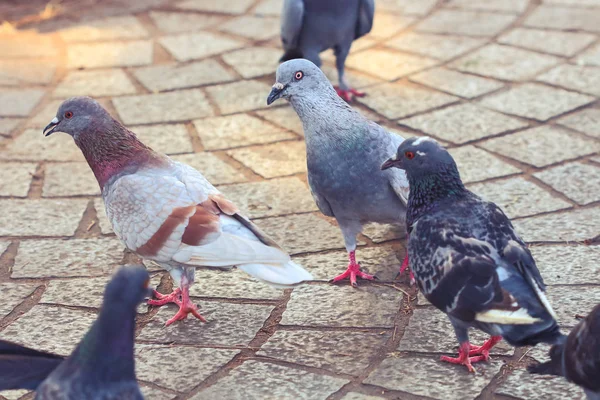 Pigeons sur les tables Stock Photos, Royalty Free Pigeons sur les ...