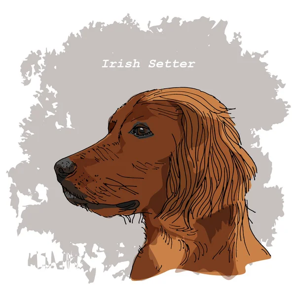 Irish setter Stock Vectors, Royalty Free Irish setter Illustrations ...