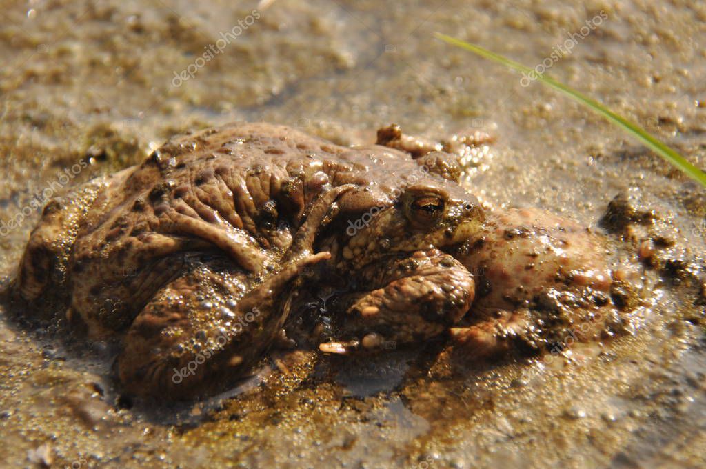 Toad. Amphibian during the spring awakening and mating — Stock Photo ...