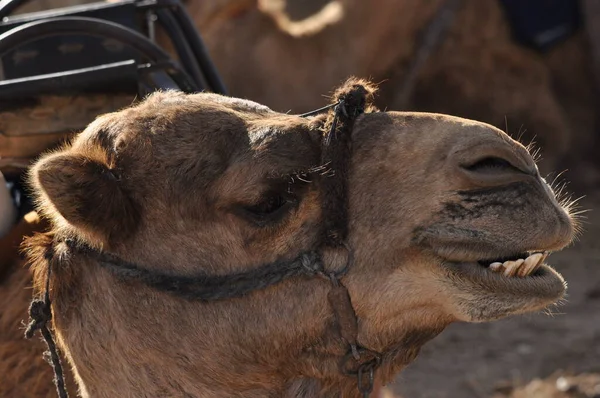 CAMEL PACK Images - Search Images on Everypixel