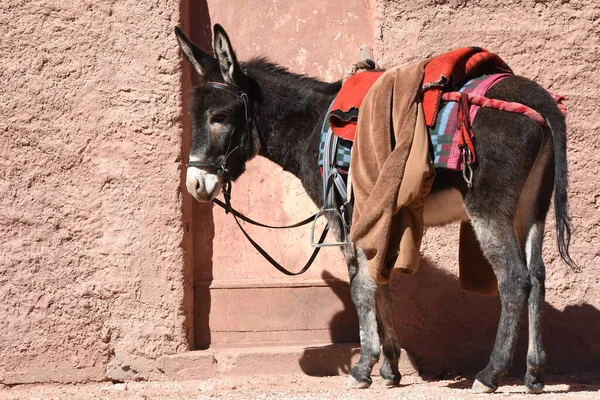 Donkeys working as transport and pack animals in Petra, Jordan ...