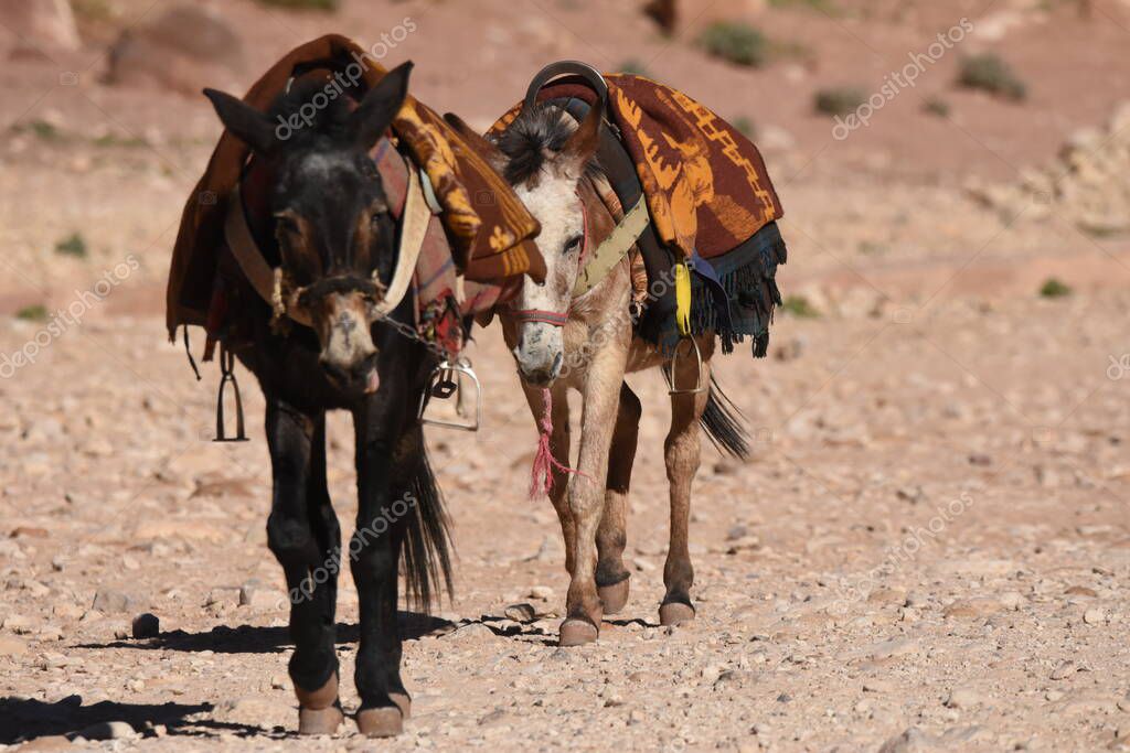 Burros que trabajan como animales de transporte y de carga en Petra ...