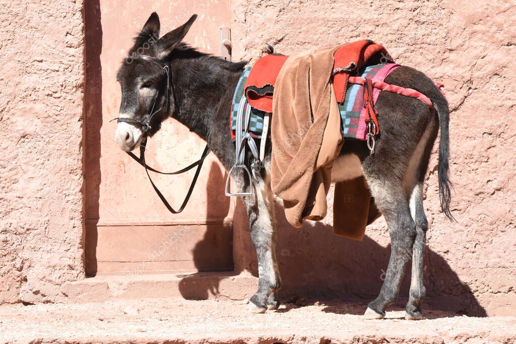 Burros que trabajan como animales de transporte y de carga en Petra ...