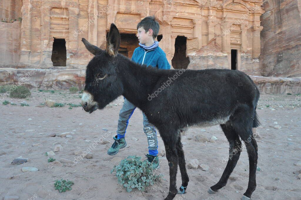 Burros que trabajan como animales de transporte y de carga en Petra ...