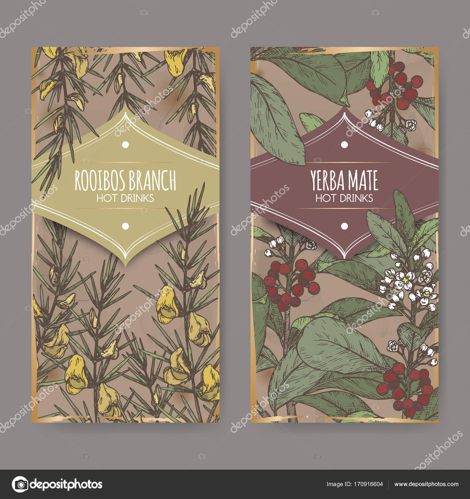 Conjunto de duas etiquetas coloridas com Rooibos aka Aspalathus ...