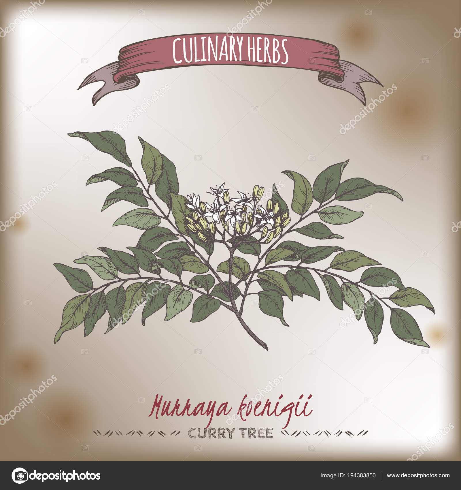 Branch of Curry tree aka Murraya koenigii hand drawn color sketch ...