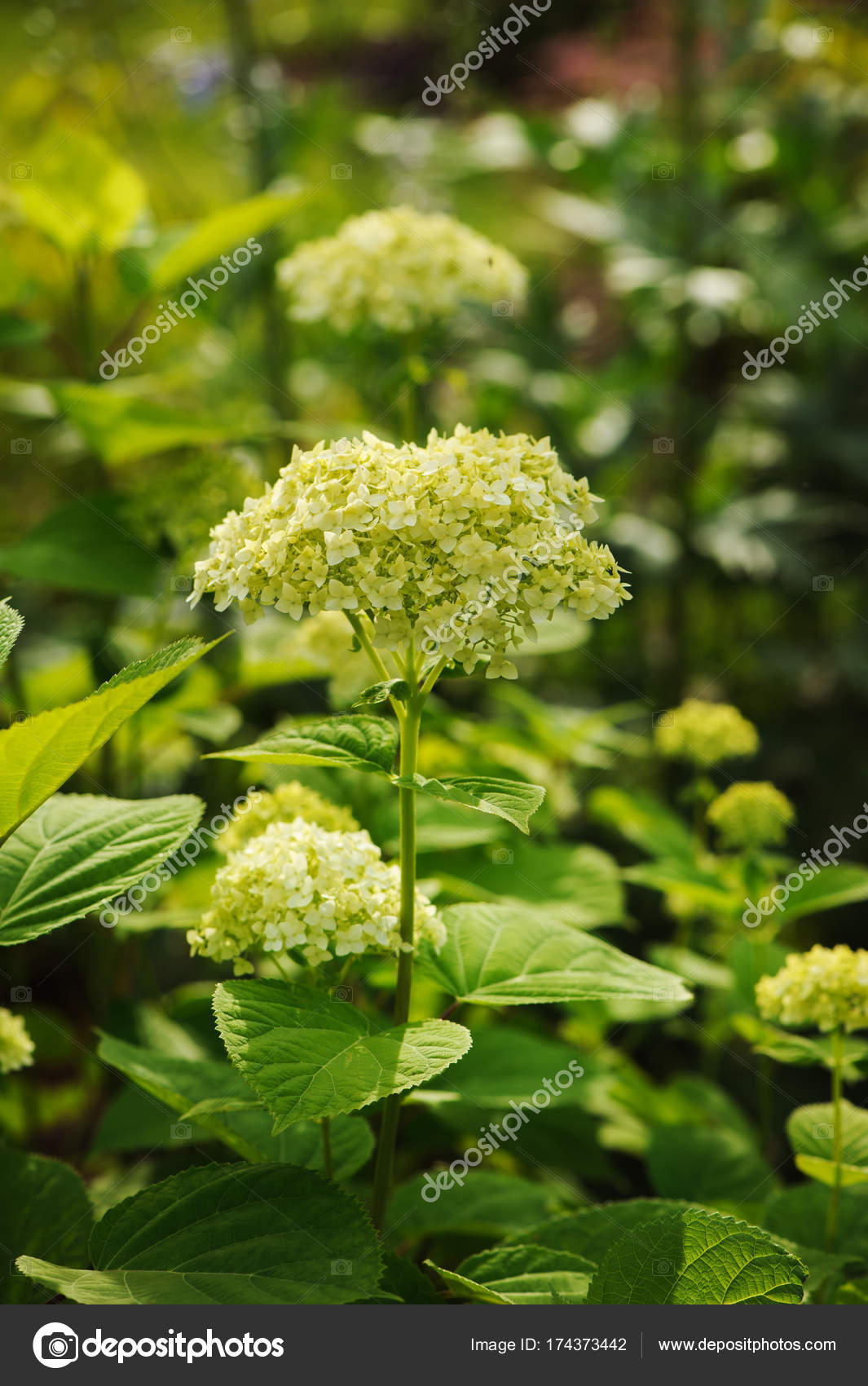White Hydrangea Annabell Flower Starting Bloom Summer Garden — Stock ...