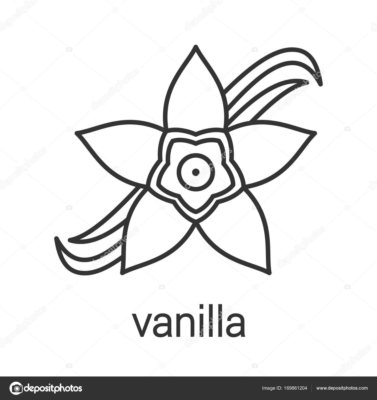 Vanilla flower icon Stock Vector by ©bsd_studio 169861204
