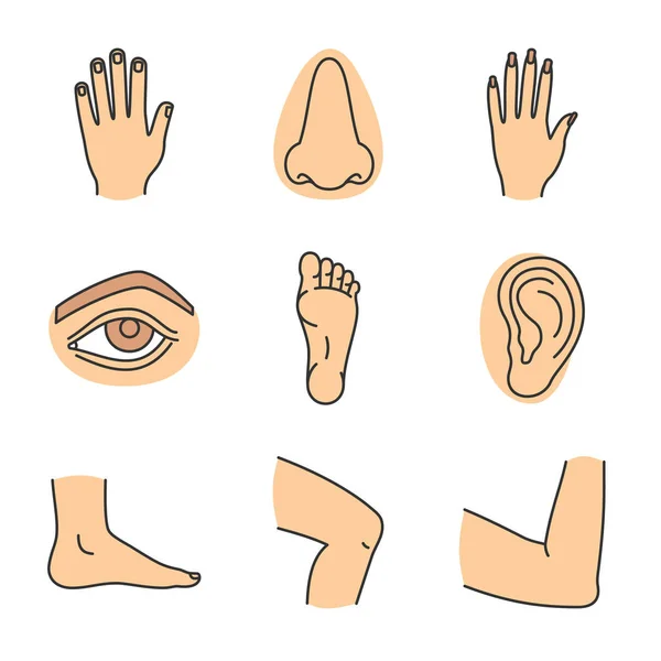 Body parts icons set — Stock Vector © bsd #174239162 Body parts icons set — Stock Vector © bsd #174239162