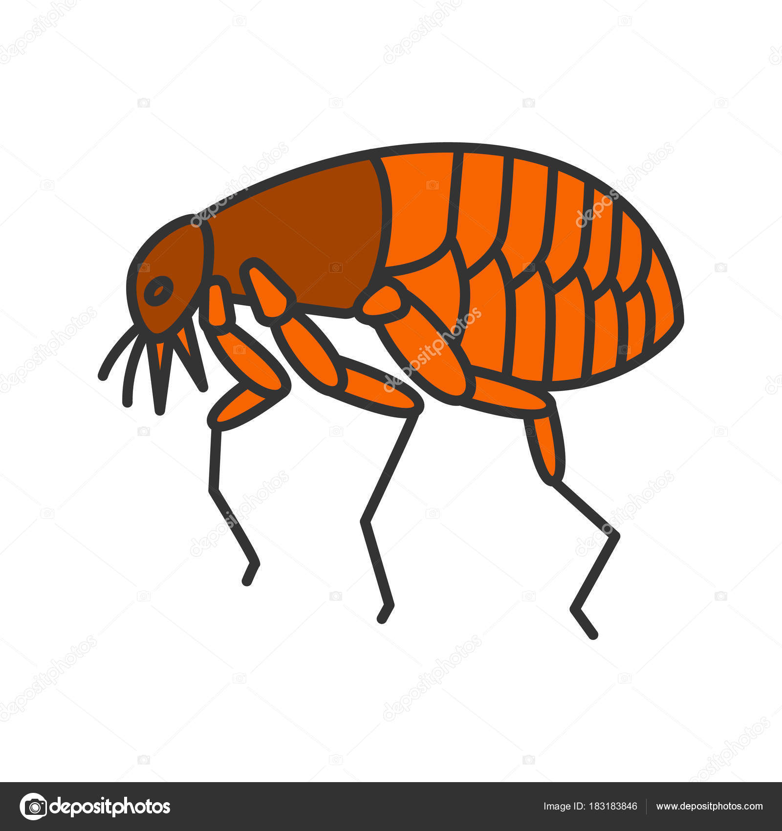 Icono Color Pulga Mascotas Parásito Ilustración Vectorial Aislada ...