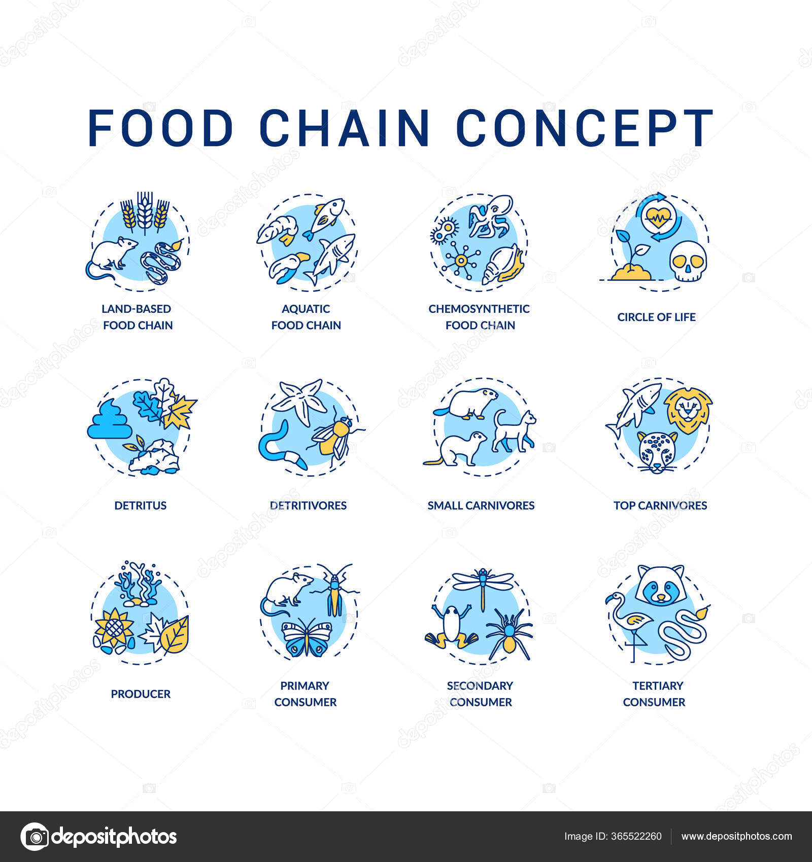Food Chain Concept Icons Set Primary Secondary Tertiary Consumers Small ...