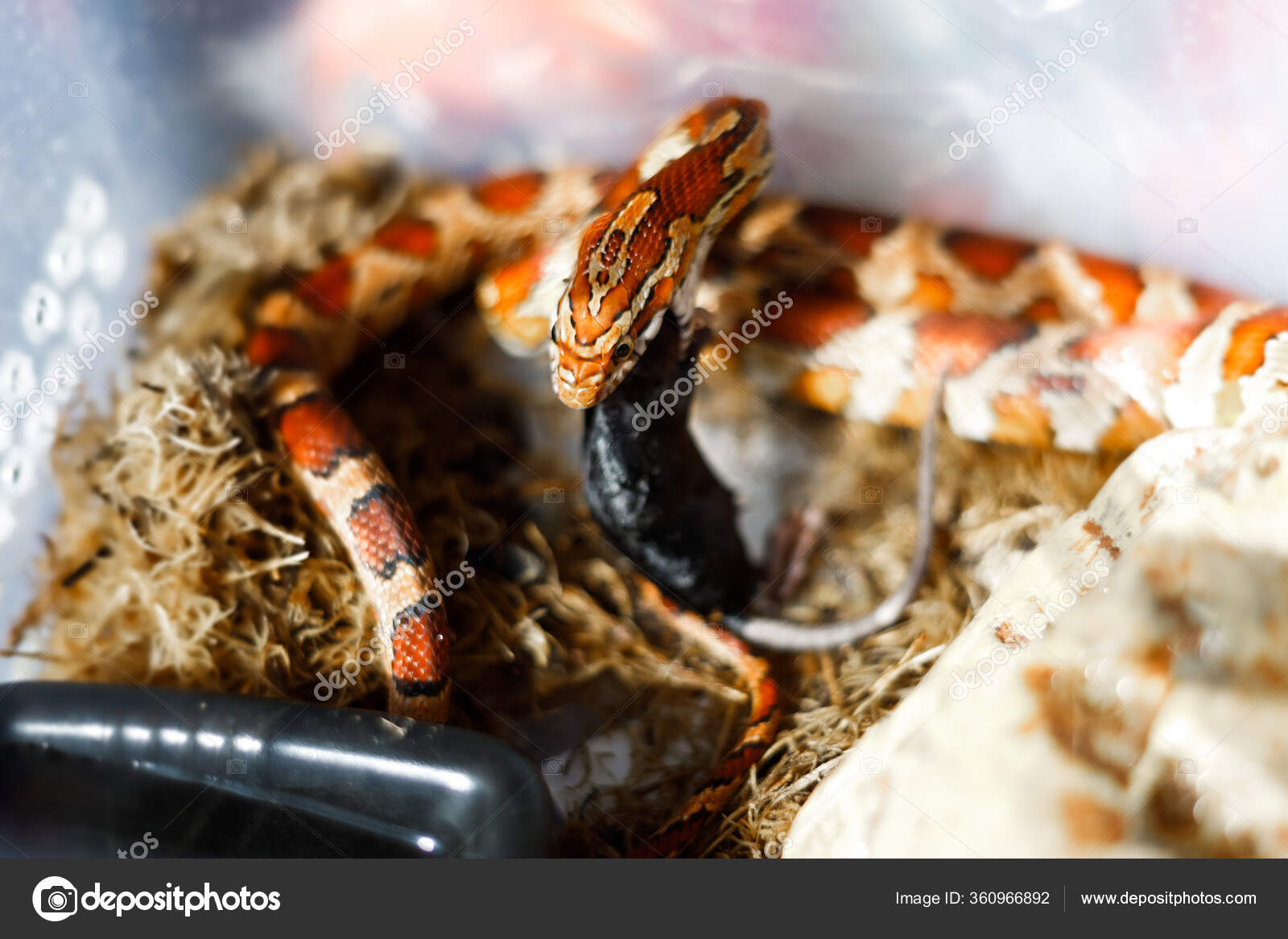 Baby Corn Snake Eating