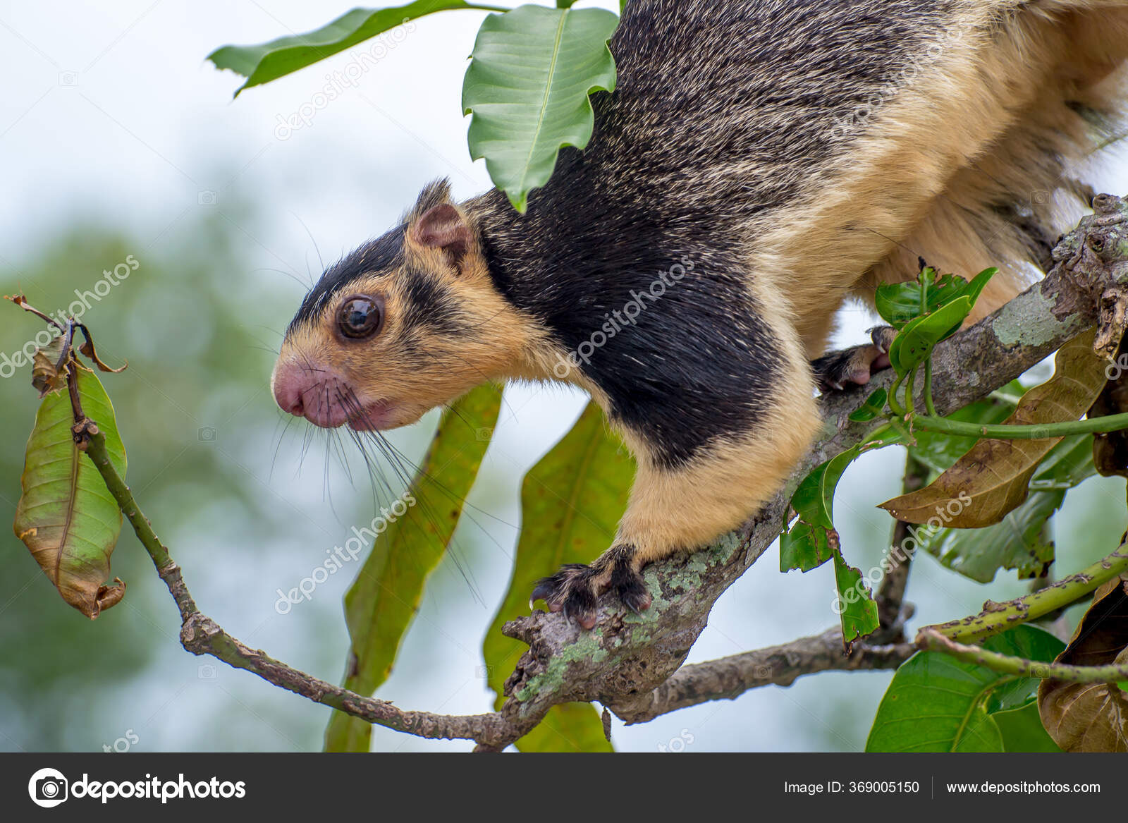 Ratufa Largest Squirrel World Close — Stock Photo © snik #369005150