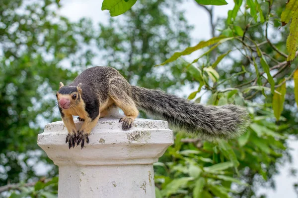 Ratufa Cea Mai Mare Veveriță Din Lume — Fotografie © de stoc snik ...
