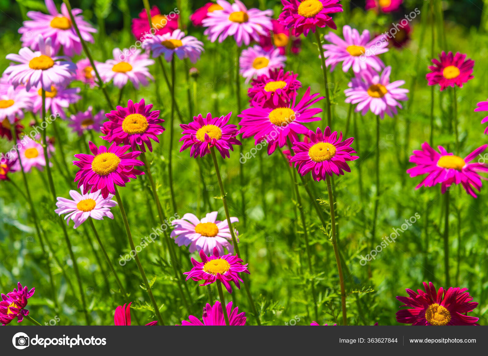 Colorful Daisies In A Field