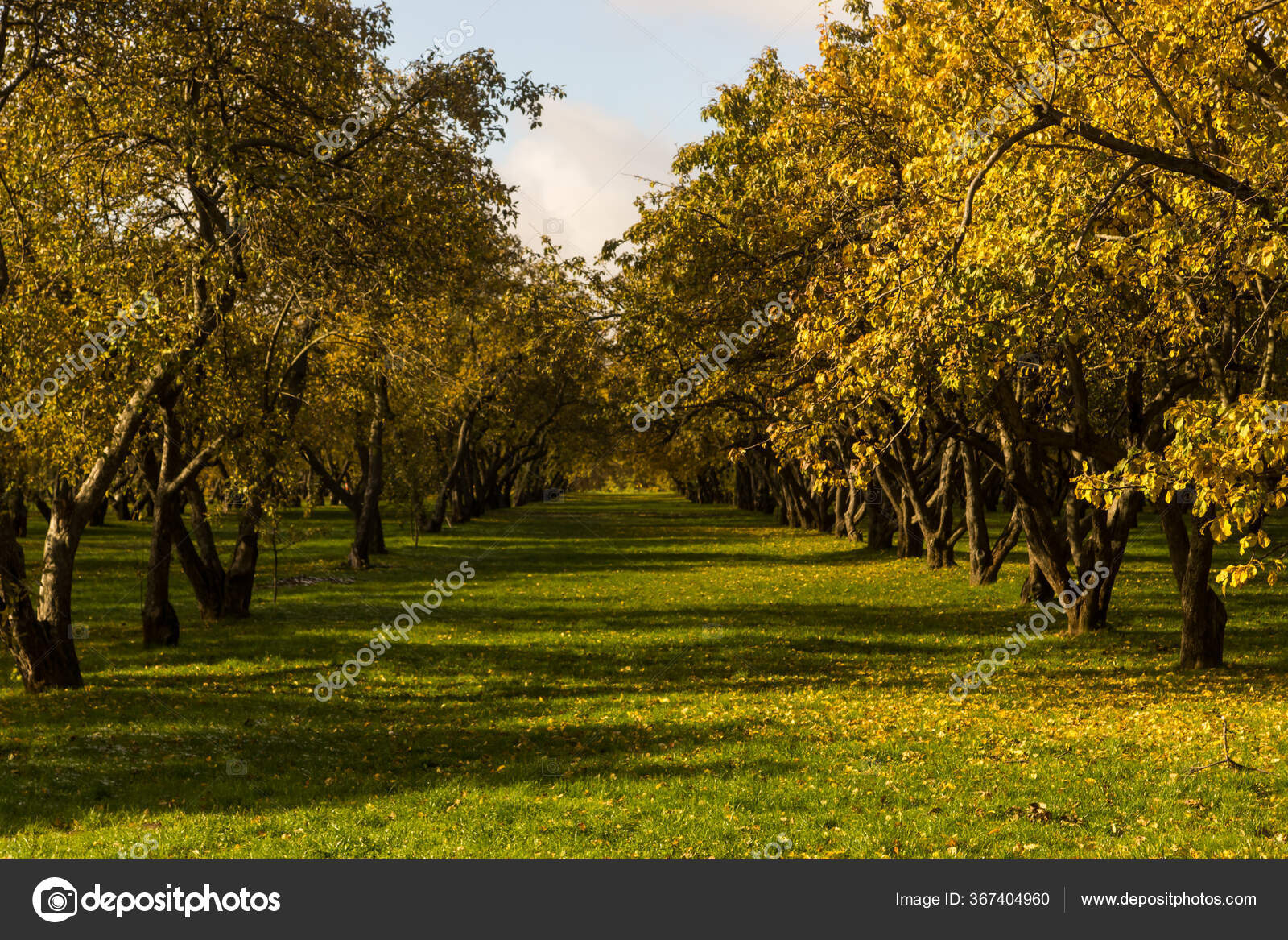 Apple Orchard Autumn Wallpaper