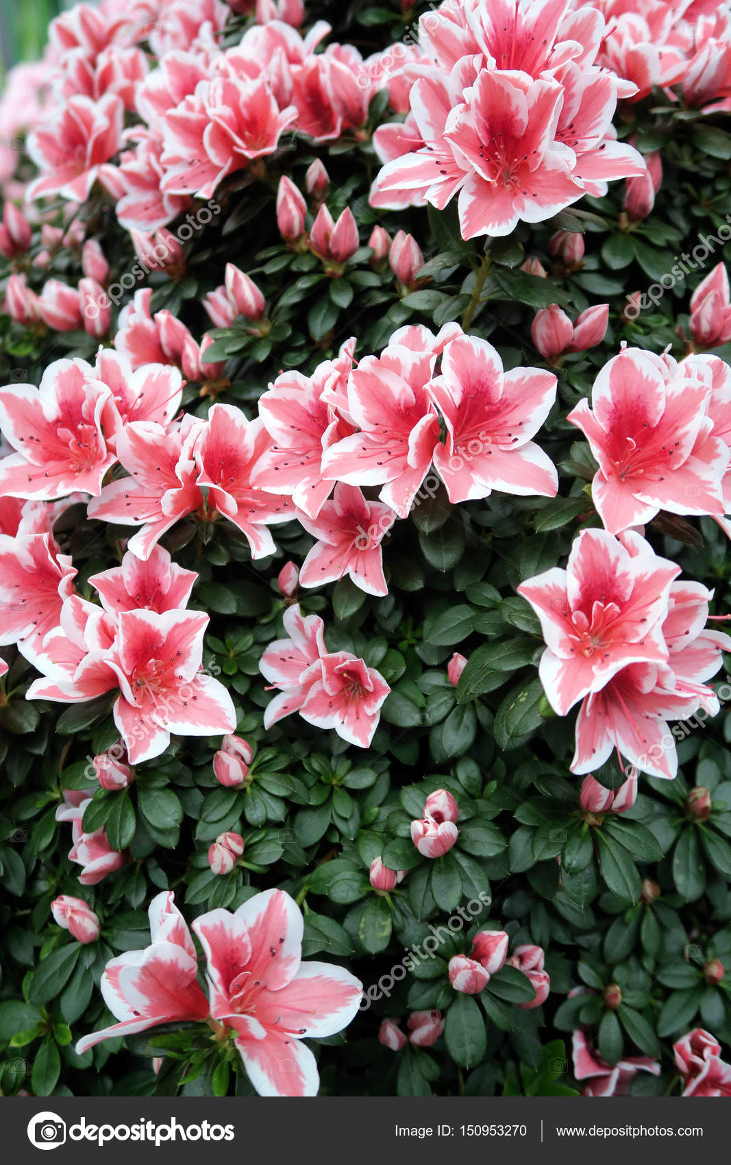 Pink azalea blossom in springtime. full frame background Stock Photo by ...