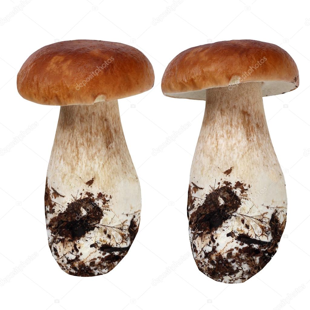 Boletus mushroom, isolate. Cepes. Stock Photo by ©BalaguR 124980766
