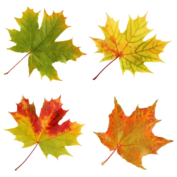Fall maple leaves — Stock Photo © elenathewise #4565698