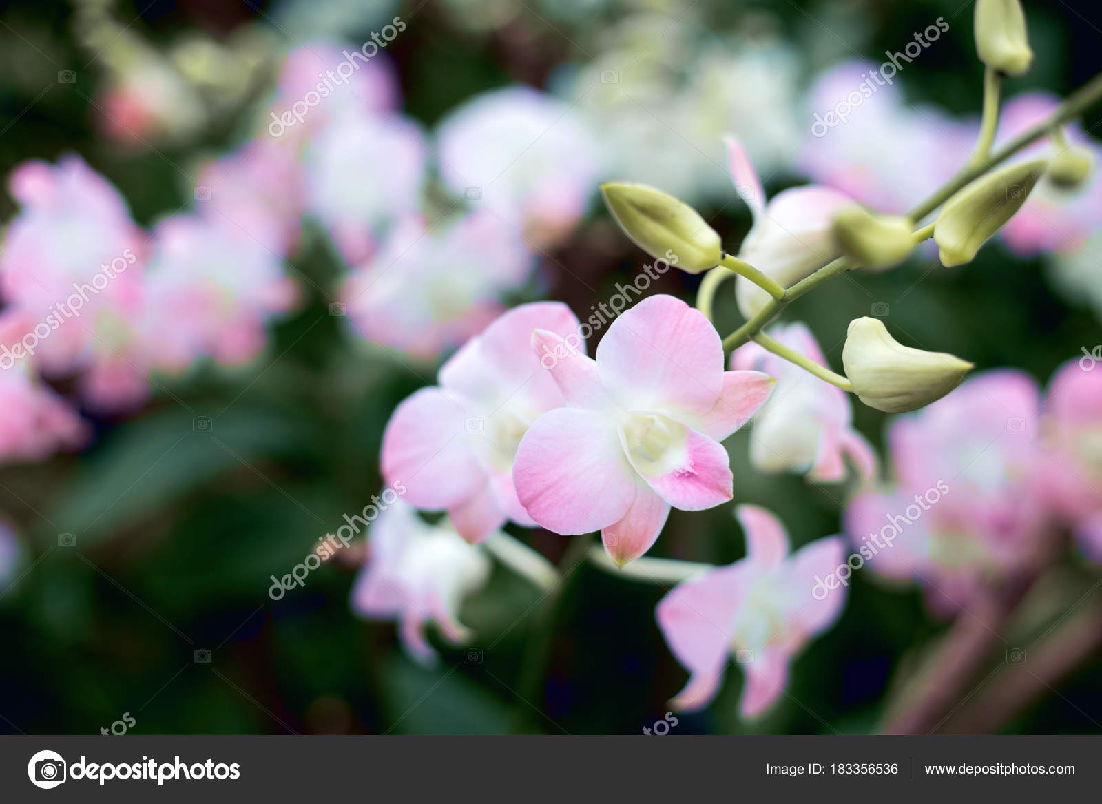 Close up Natural flowers background. Amazing view of colorful — Stock ...