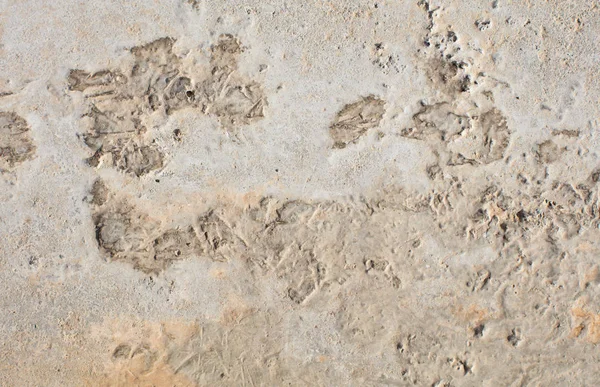 Soft concrete texture — Stock Photo © kues #147432033