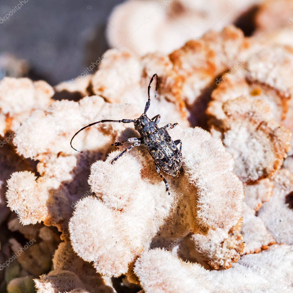Deltapatents escarabajo Longhorn escarabajo (lat. Mesosa myops) sobre ...